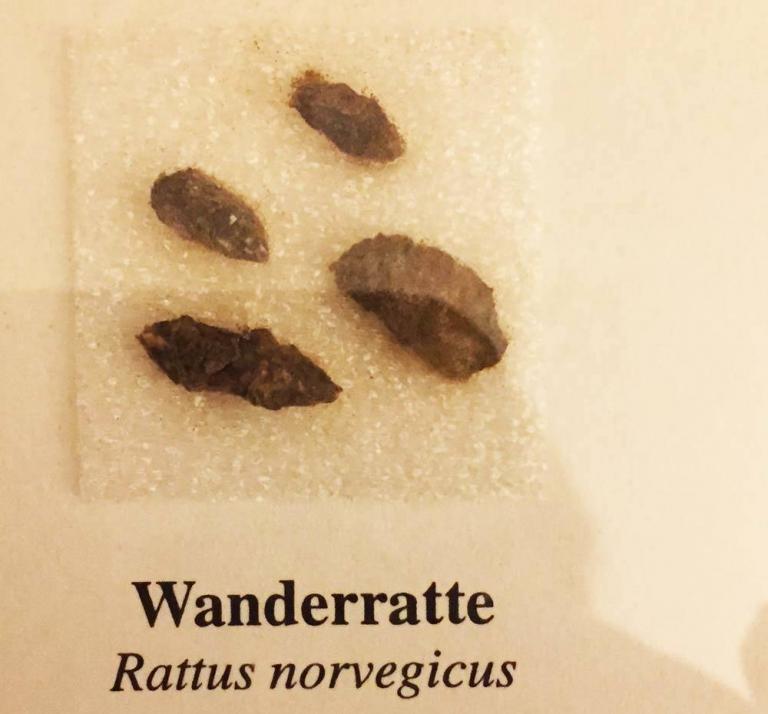 Maus/Mäuse bekämpfen | bestohygienica